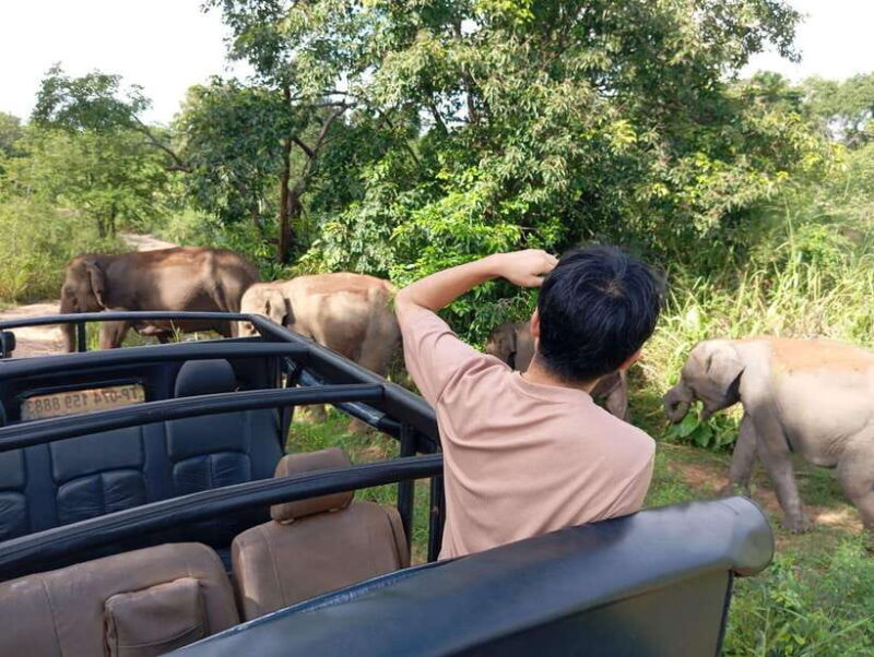 Wildlife experience at Minneriya National Park Safari - Who Will Love This Safari?