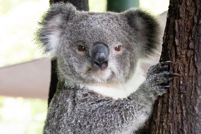 Wildlife Habitat Port Douglas - FAQs