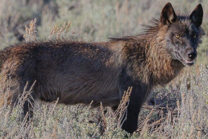 Wildlife Hiking Adventure in Yellowstone with Lunch - An In-Depth Look at the Yellowstone Wildlife Hike