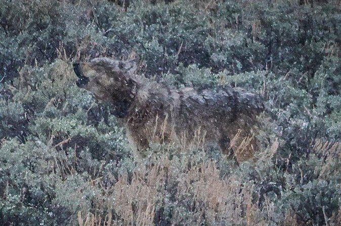 Wildlife Hiking Adventure in Yellowstone with Lunch - The Sum Up