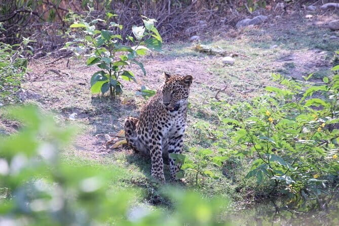 Wildlife Jungle Jeep Safari Ranipur Range, Rajaji National Park - An In-Depth Look at the Safari Experience