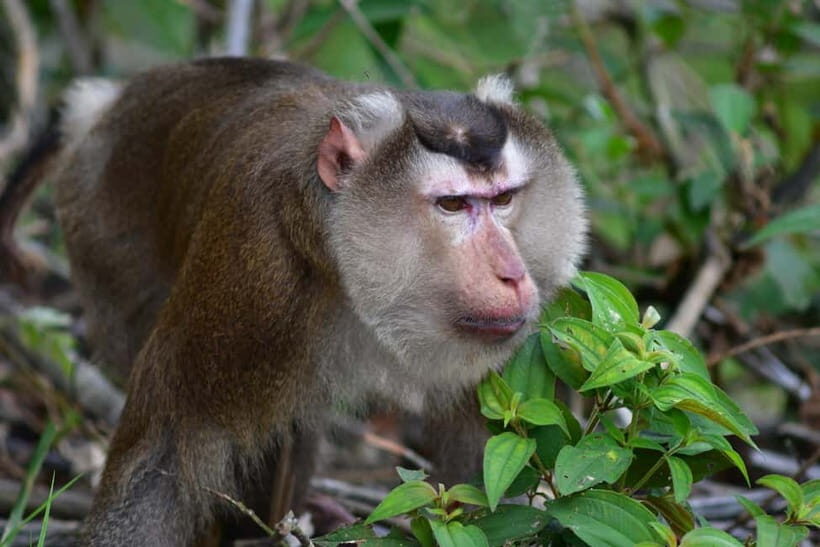 Wildlife, Jungle Trek, Adventure in Cuc Phuong National Park - An In-Depth Look at What to Expect