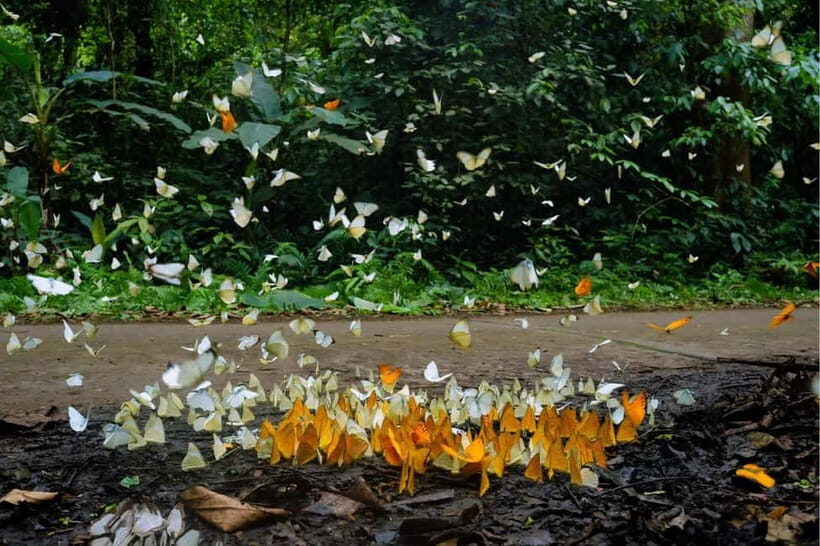 Wildlife, Jungle Trek, Adventure in Cuc Phuong National Park - Who Is This Tour Best For?