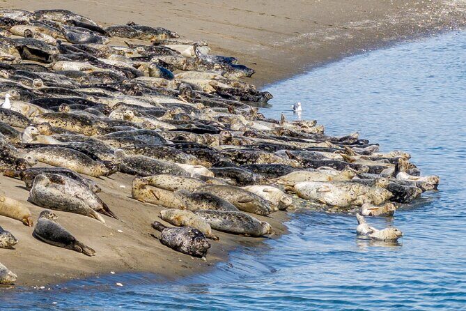 Wildlife Kayak Tour at Fort Flagler State Park - The Details: What to Expect from the Wildlife Kayak Tour