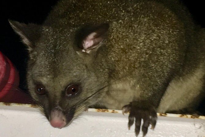 Wildlife Night Spotting at Cradle Mountain - The Itinerary in Detail: What You Can Expect