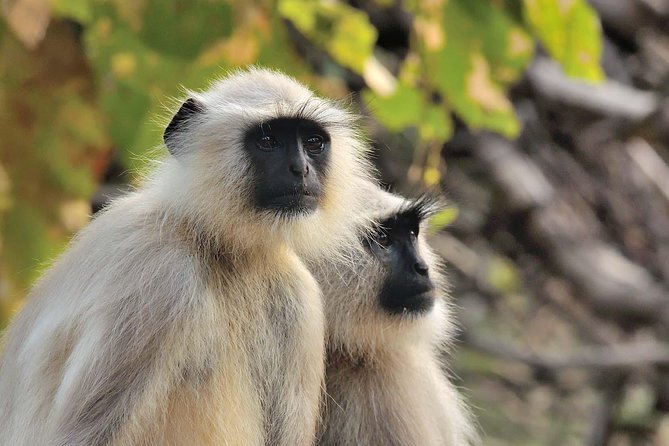 Wildlife of Central India - Who Is This Tour Best For?