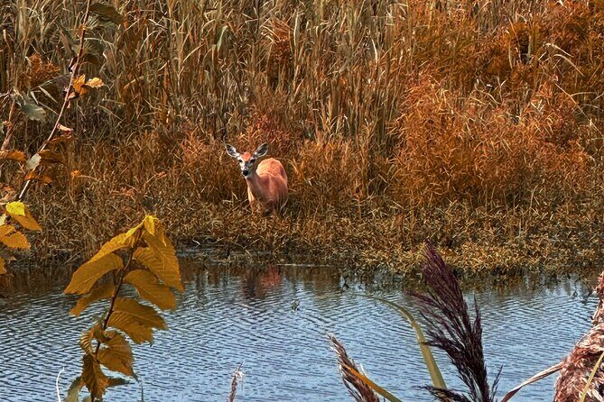 Wildlife Photo Safari - FAQ