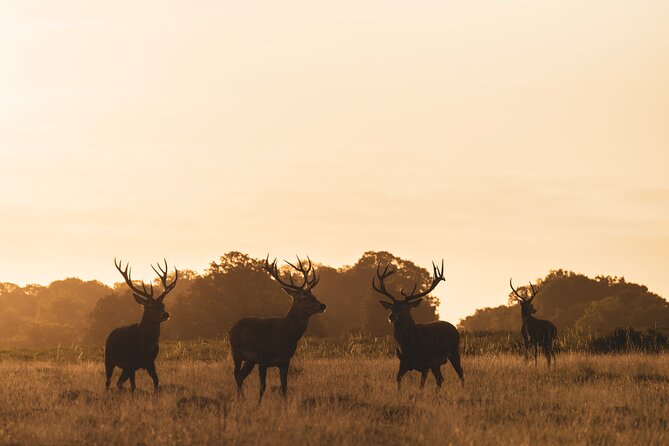 Wildlife Photography Workshop in Richmond Park in London - FAQs