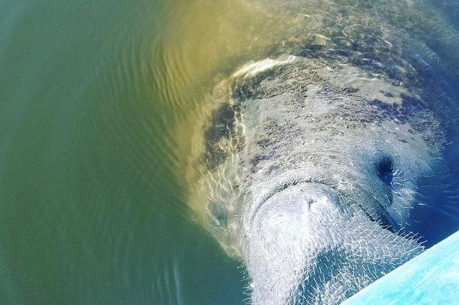 Wildlife Refuge Manatee, Dolphin & Mangrove Kayak or Paddleboarding Tour! - Pricing and Value: Is It Worth It?