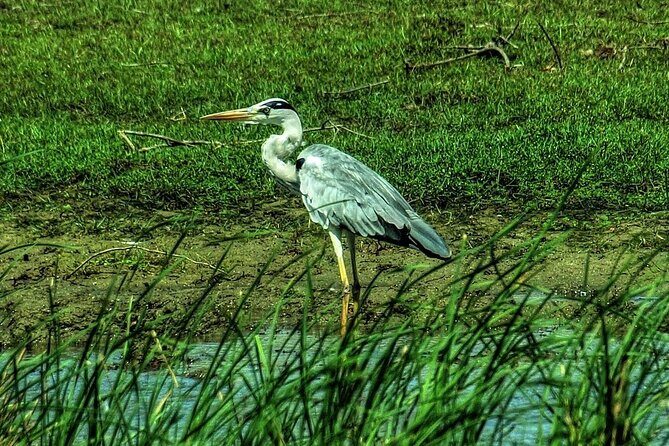 Wildlife Safari at Bundala National Park - Wildlife Safari at Bundala National Park: A Close-Up Look