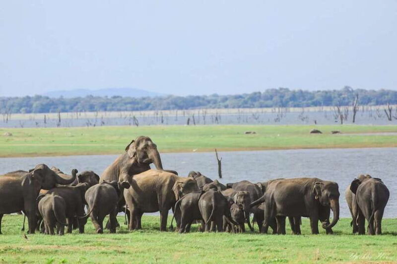 Wildlife Safari at Kaudulla National Park - Final Thoughts