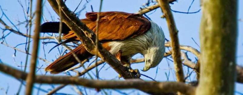 Wildlife Safari at Kaudulla National Park - FAQs