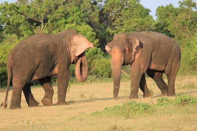 Wildlife safari at Minneriya National Park - The Experience with Real Travelers’ Feedback
