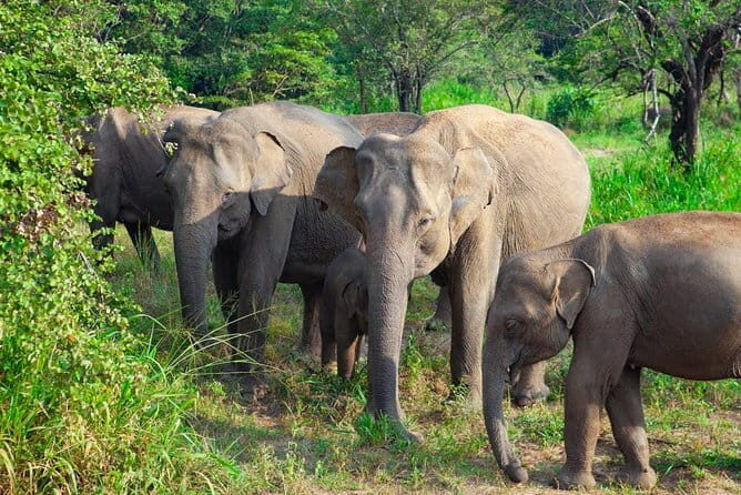 Wildlife safari at Minneriya National Park - FAQs