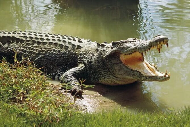 Wildlife safari at Yala National Park - Analyzing the Value