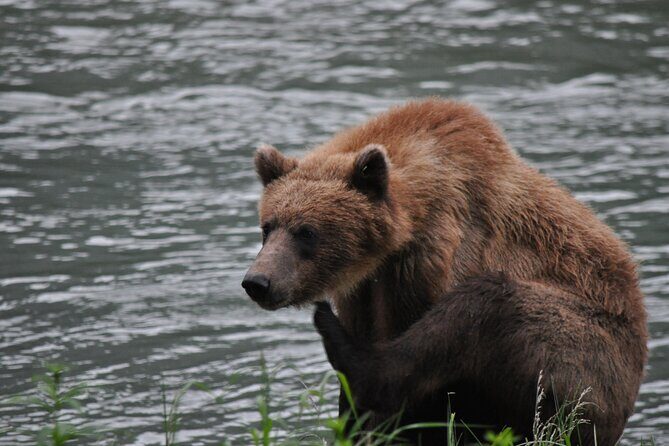 Wildlife Safari & Bear Viewing from Skagway - Wildlife Safari & Bear Viewing from Skagway: An Authentic Alaska Experience