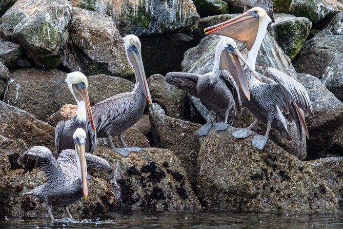 Wildlife Safari Boat Tour in Scenic Monterey Bay Wetland - Frequently Asked Questions