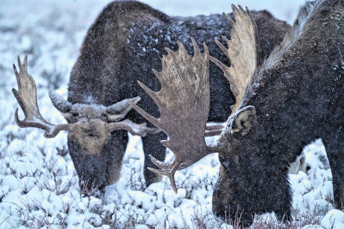 Wildlife Safari, Elk Refuge Sleigh Ride, Winter Camp Igloo Dinner - Introduction: What Makes This Tour Special?