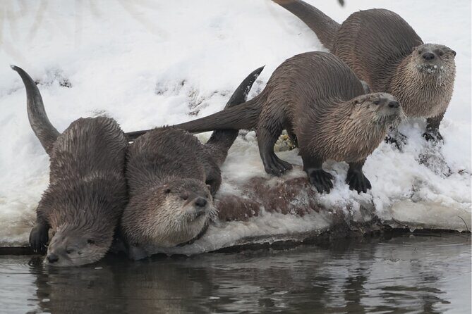 Wildlife Safari, Elk Refuge Sleigh Ride, Winter Camp Igloo Dinner - Authenticity and Value
