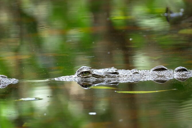 Wildlife Safari Float by Kayak in Peñas Blancas River From Arenal - Exploring the Peñas Blancas River by Kayak