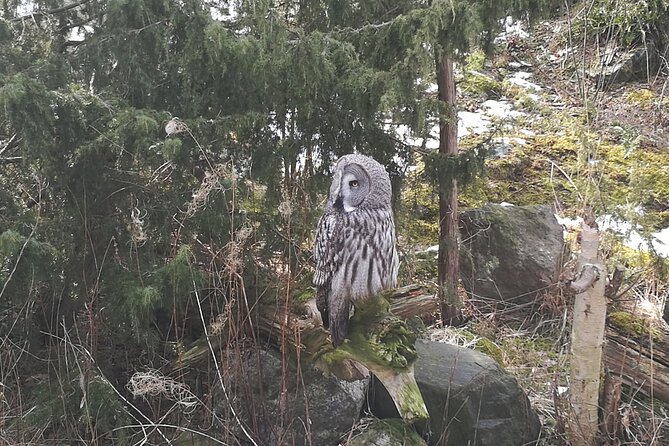 Wildlife Safari Small-Group in Stockholm - What to Expect on Your Tour
