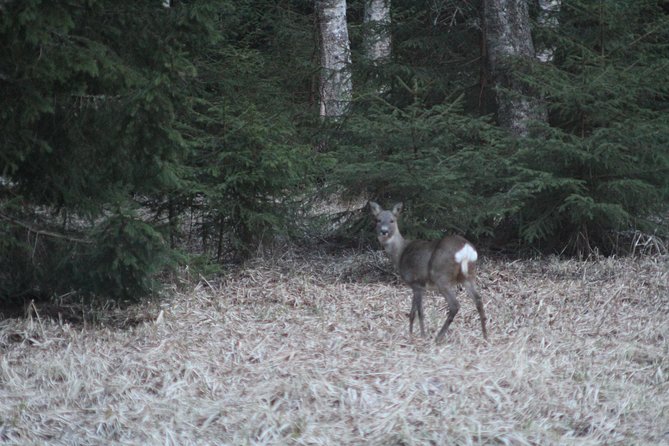 Wildlife Safari Small-Group in Stockholm - Practical Information for Your Adventure