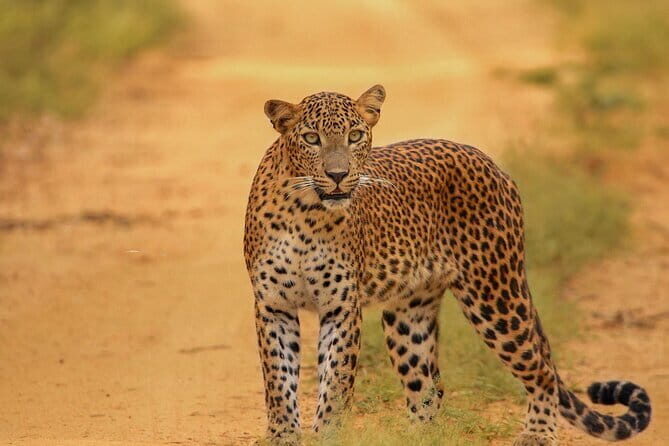 Wildlife Safari Udawalawa - Who Will Love This Tour?