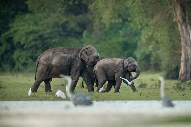 Wildlife Safari Udawalawa - Frequently Asked Questions