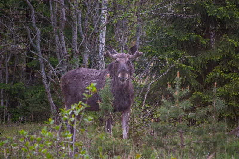 Wildlife safari with campfire dinner from Helsinki - Exploring the Tour: A Step-by-Step Breakdown