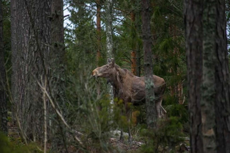 Wildlife safari with campfire dinner from Helsinki - The Experience in Context