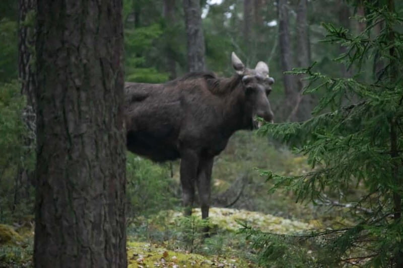 Wildlife safari with campfire dinner from Helsinki - Who Will Love This Tour?