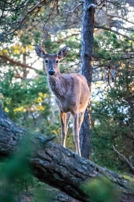 Wildlife safari with campfire dinner from Helsinki - The Sum Up: A Genuine Finnish Wilderness Experience