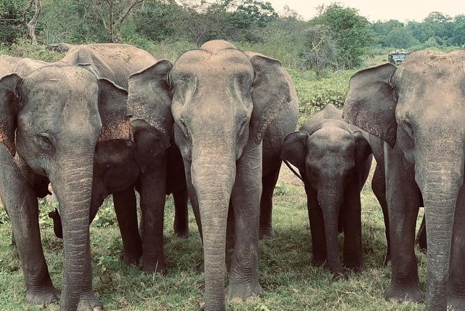 Wildlife Safari Yala National park - FAQ