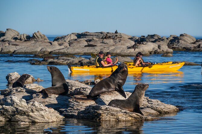 Wildlife Sea Kayaking Tour - Kaikoura - What Marine Life Can You Expect?