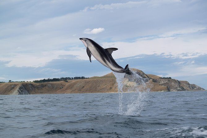 Wildlife Sea Kayaking Tour - Kaikoura - Meeting Point and Logistics