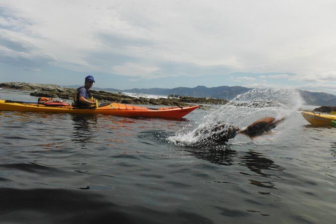 Wildlife Sea Kayaking Tour - Kaikoura - Review Highlights: Authentic Experiences from Past Travelers
