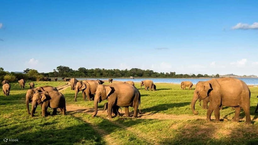Wildlife Sri Lanka: 10-Day All-Inclusive Luxury Tour - A Detailed Look at the Itinerary