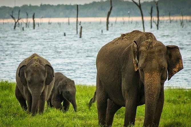 Wildlife Sri Lanka Tour 10 Days - The Value Proposition