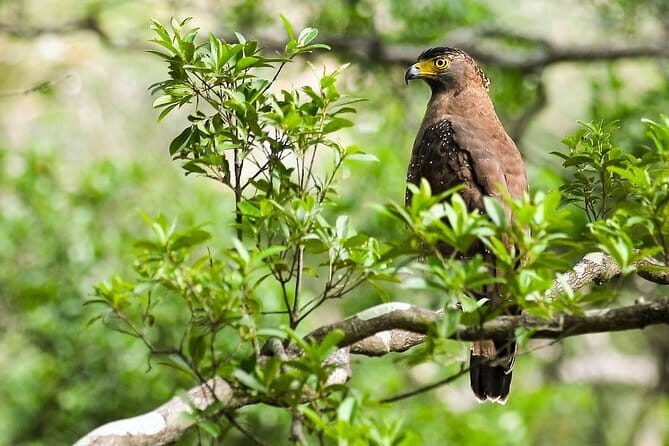Wildlife Tour Covering Birds and Mammals (6 Days) - Key Points