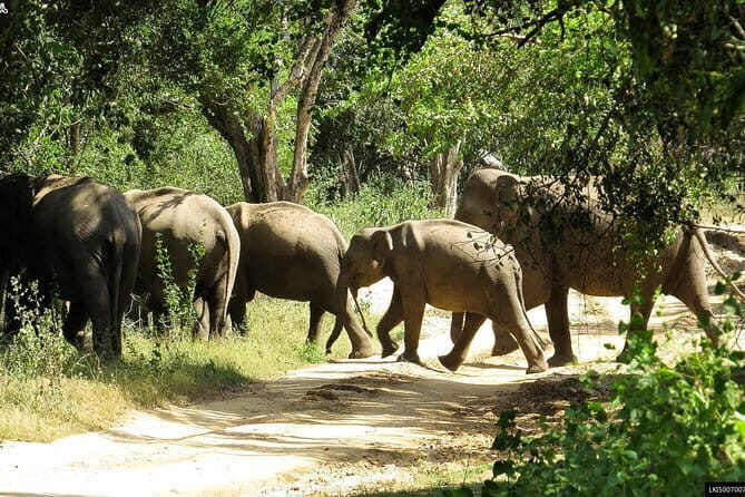 Wildlife Tour Covering Birds and Mammals (6 Days) - Day 1: From Colombo to Mirissa via Galle