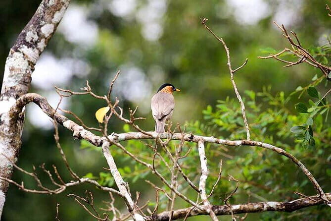 Wildlife Tour Covering Birds and Mammals (6 Days) - Day 5: Return to Colombo