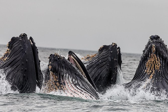 Wildlife Viewing and Whale Watching Quest - Wildlife and Marine Life You Might Encounter