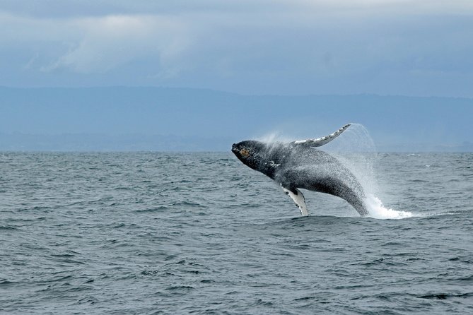 Wildlife Viewing and Whale Watching Quest - Comfort and Convenience
