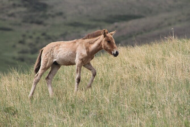 Wildlife Watching Day Tour at Hustai National Park - An Introduction to the Hustai National Park Wildlife Tour