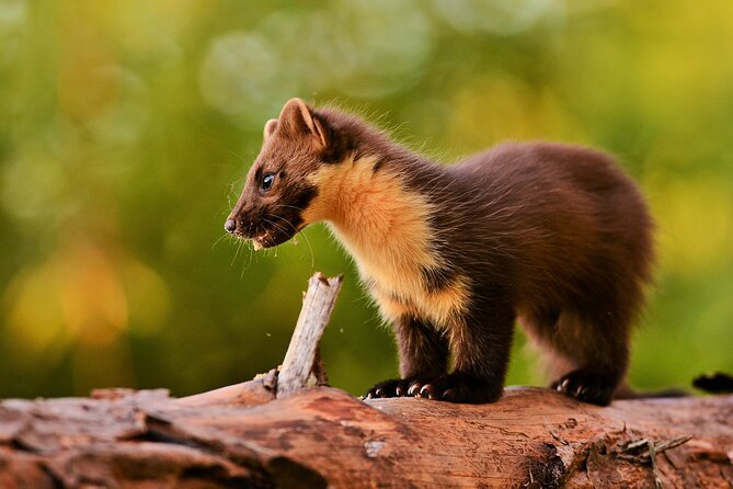 Wildlife Watching Safari by Vehicle & Walks / Photography Workshops With a Guide - Accessibility Features for All Travelers