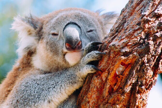 Wildlife, Waterfalls and Wine Day Tour from Sydney - Key Points
