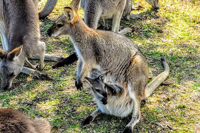 Wildlife, Waterfalls and Wine Day Tour from Sydney - Who Will Love This Tour?