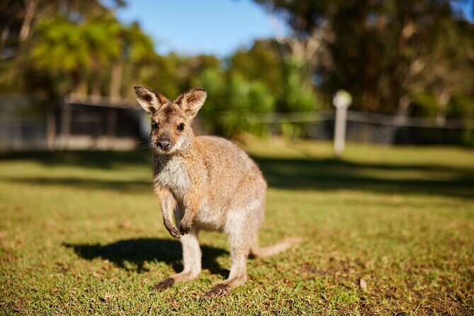 Wildlife, Waterfalls and Wine Day Tour from Sydney - The Sum Up