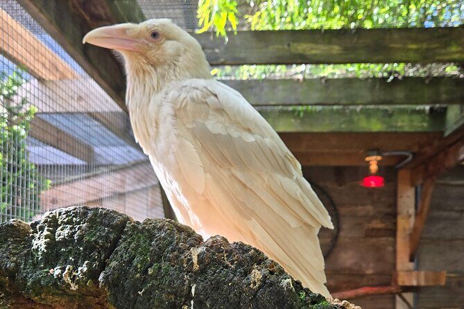 Wildlife, Waterfalls, Caves, Old Growth on Vancouver Island - Who Is This Tour Best For?