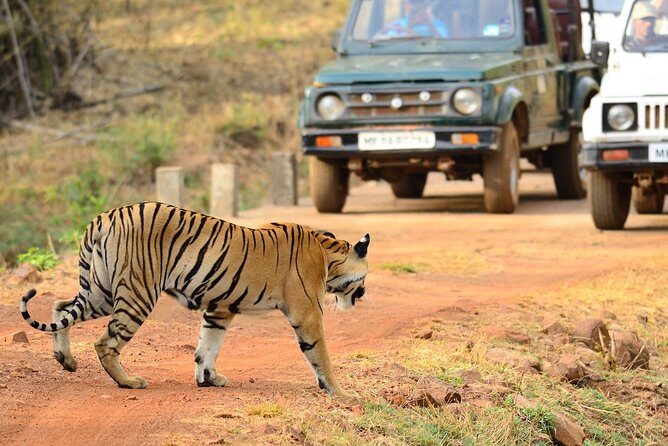 WildlifeSafari in Tadoba, Pench, Kanha & Bandhavgarh NationalPark - Who Should Consider This Tour?